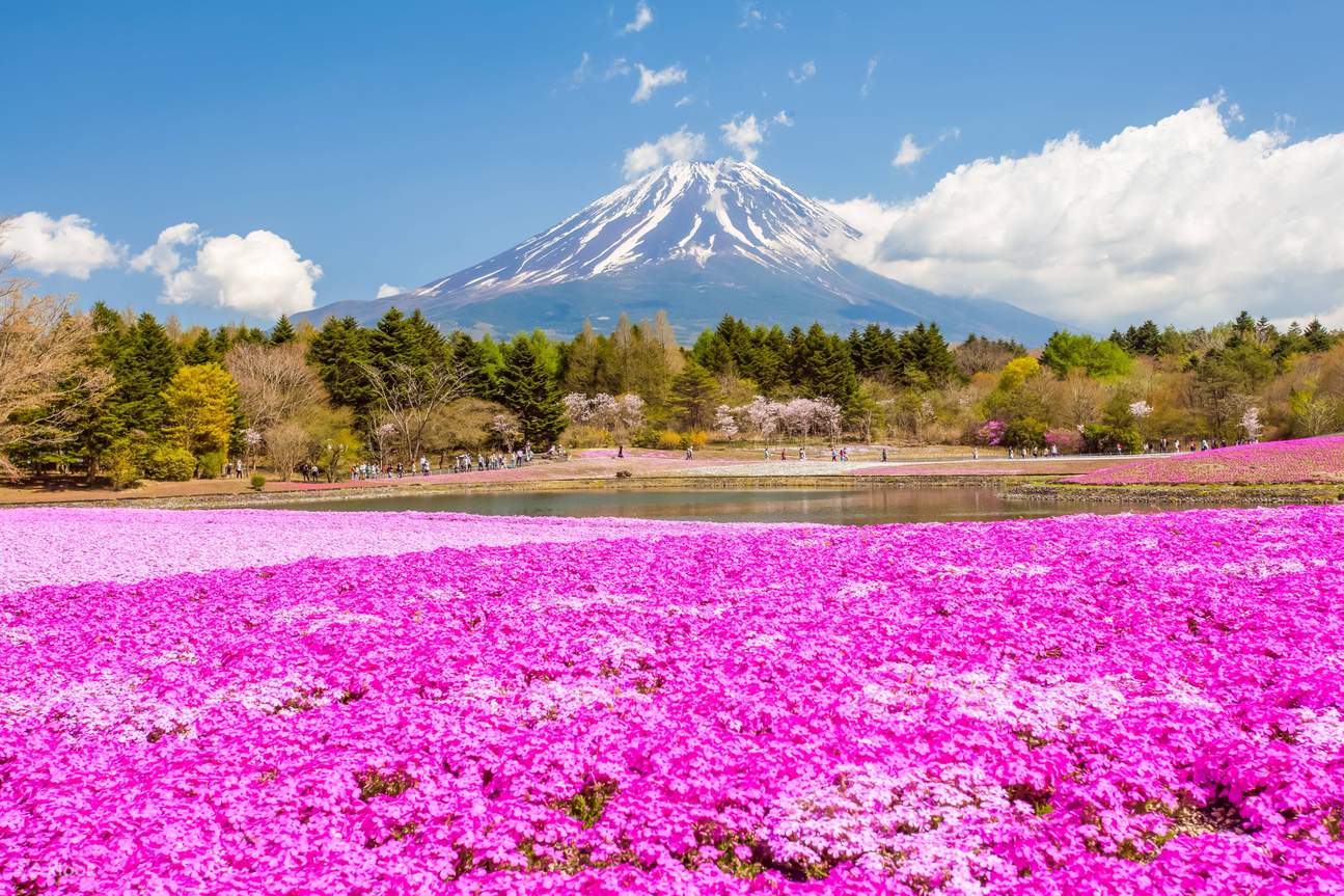[One-day tour to Mount Fuji’s popular flower viewing spots] Oishi Park ...
